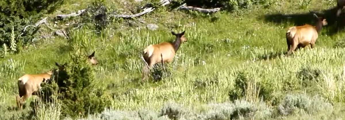 Spring | RMEF Media | Rocky Mountain Elk Foundation