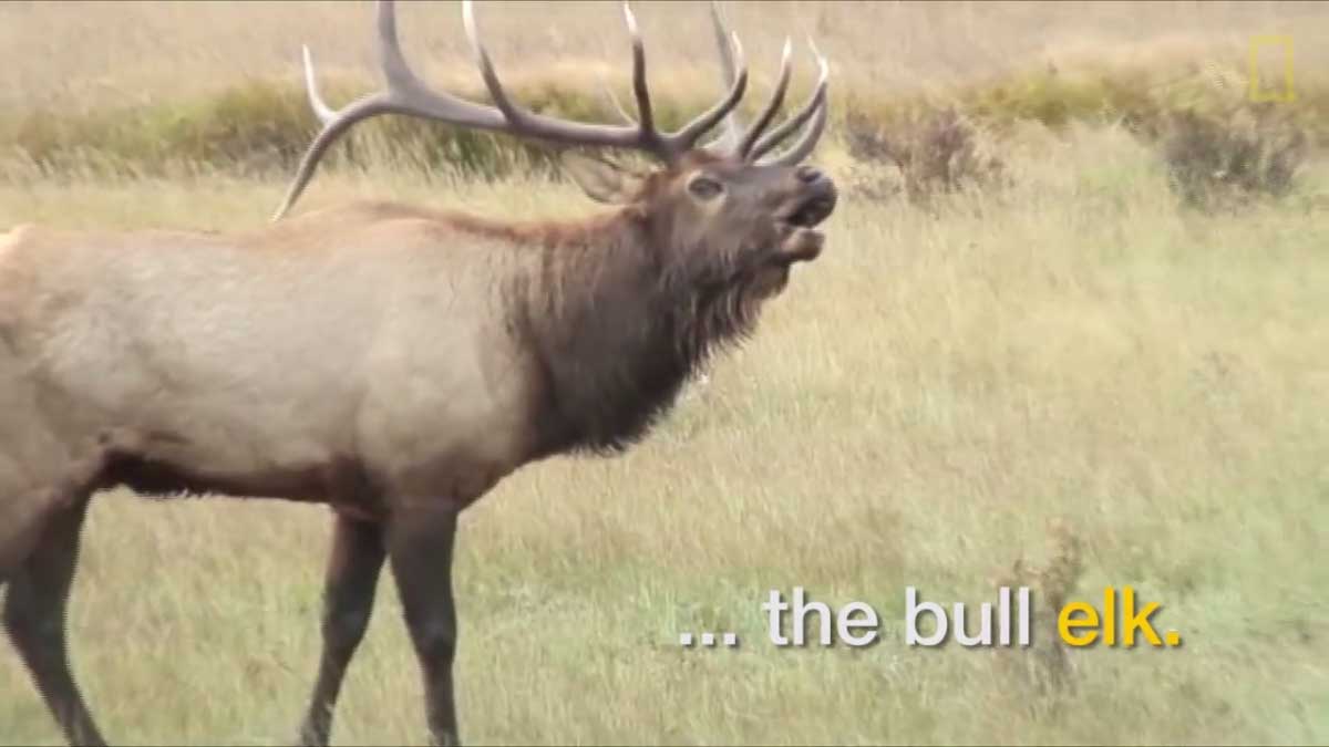 National Geographic: Elk Sound Like Monsters | RMEF Media | Rocky ...