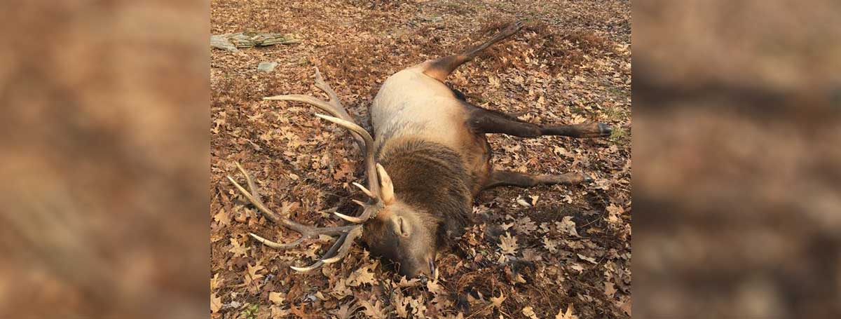 Pennsylvania Bull Elk Unlawfully Killed | RMEF Media | Rocky Mountain ...