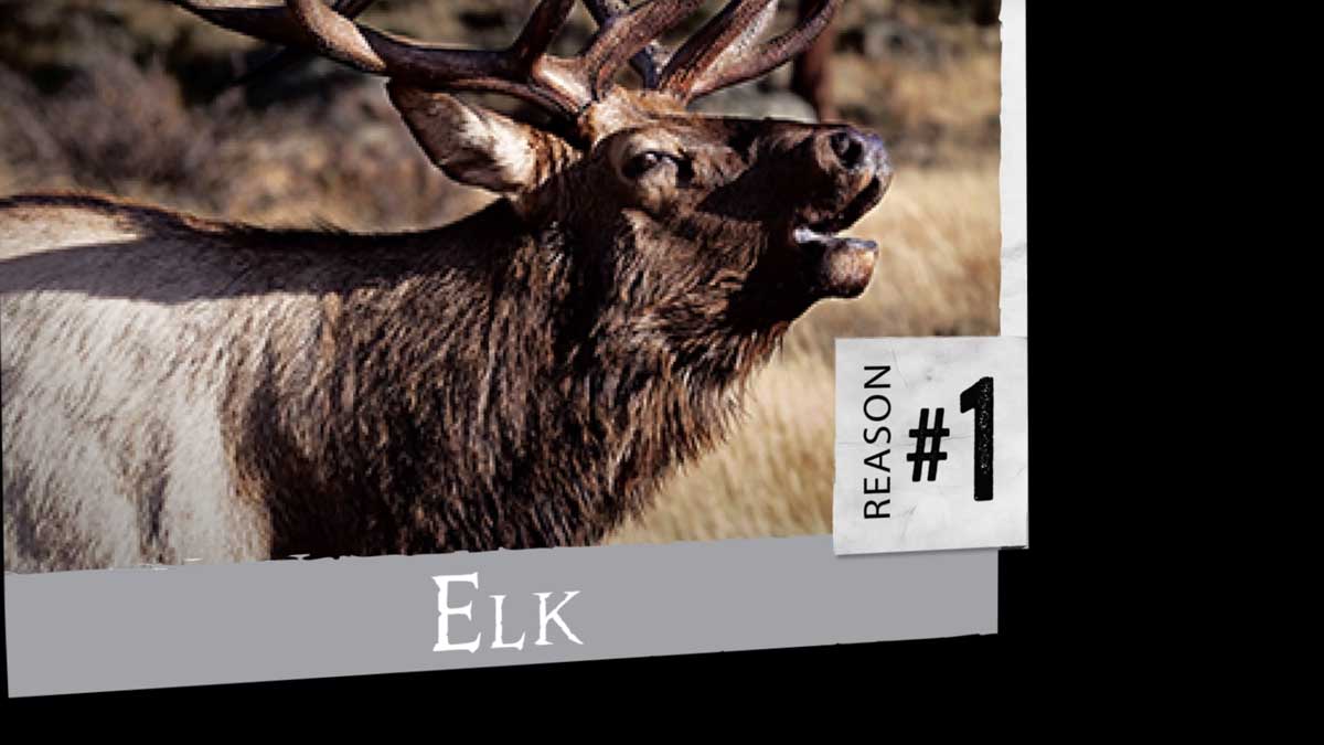 Reason #1 Hunting Is Conservation | Rocky Mountain Elk Foundation