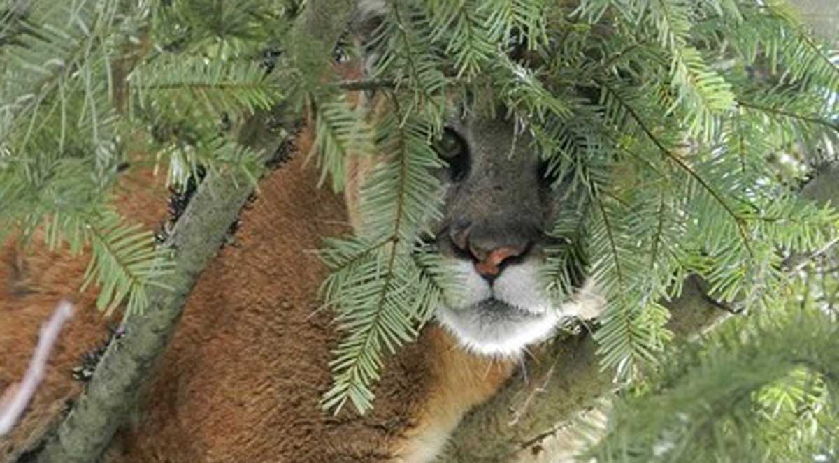 Washington Biologists Capture Huge Mountain Lion | Rocky Mountain Elk ...