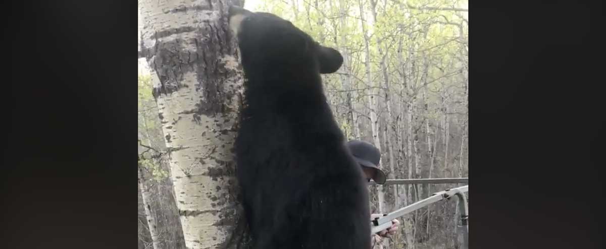 Video: Bear Climbs into Treestand, Teenager Stays Calm | Rocky Mountain ...