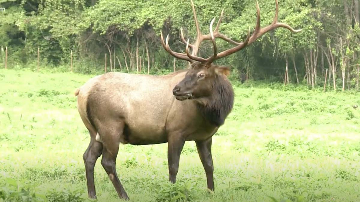 Elk Come Alive in the Great Smoky Mountains | RMEF Media | Rocky ...