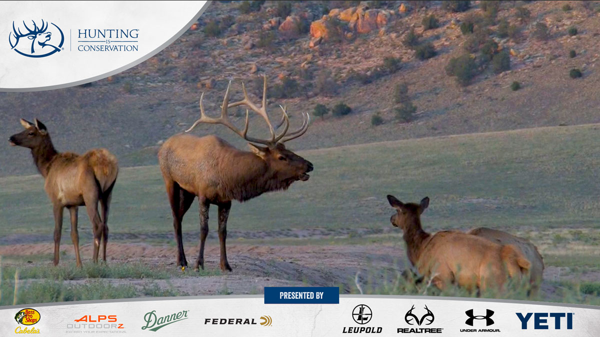 Hunting Is Conservation - Countering the argument: Wildlife viewing is ...