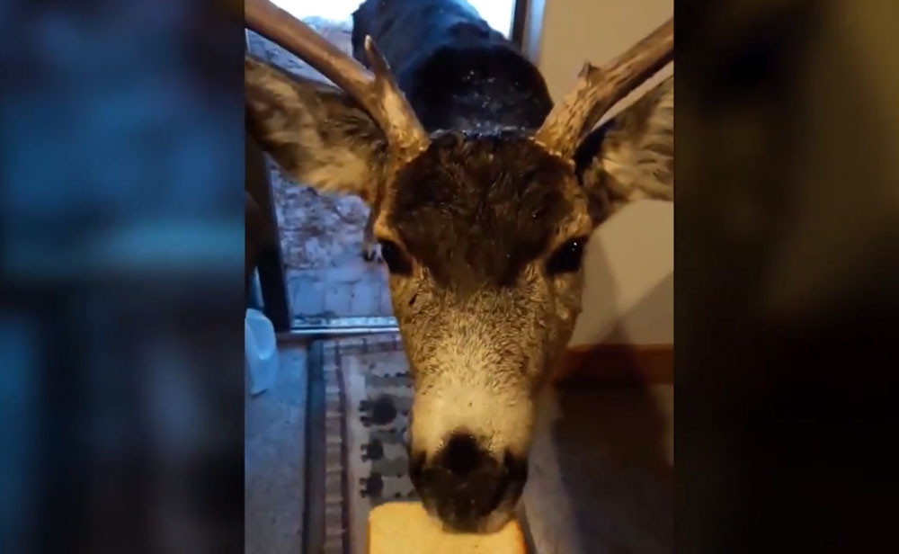 Video: Woman Charged for Luring Deer into Home to Eat | Rocky Mountain ...