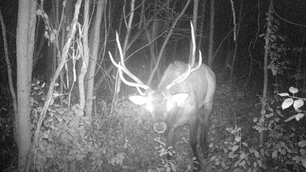 VIDEO: Wandering Bull Elk ‘Freaks Out’ Wisconsin Couple | Rocky ...