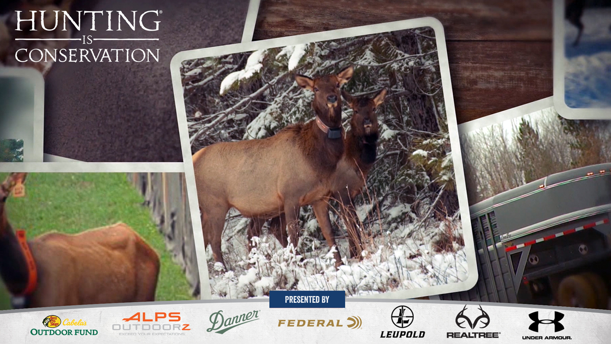 Hunting Is Conservation - Hunting Generates Funding for Elk Research ...