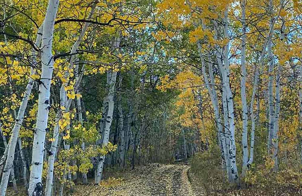 New Video Shines Light on the 'Currency of Conservation' | RMEF Media ...