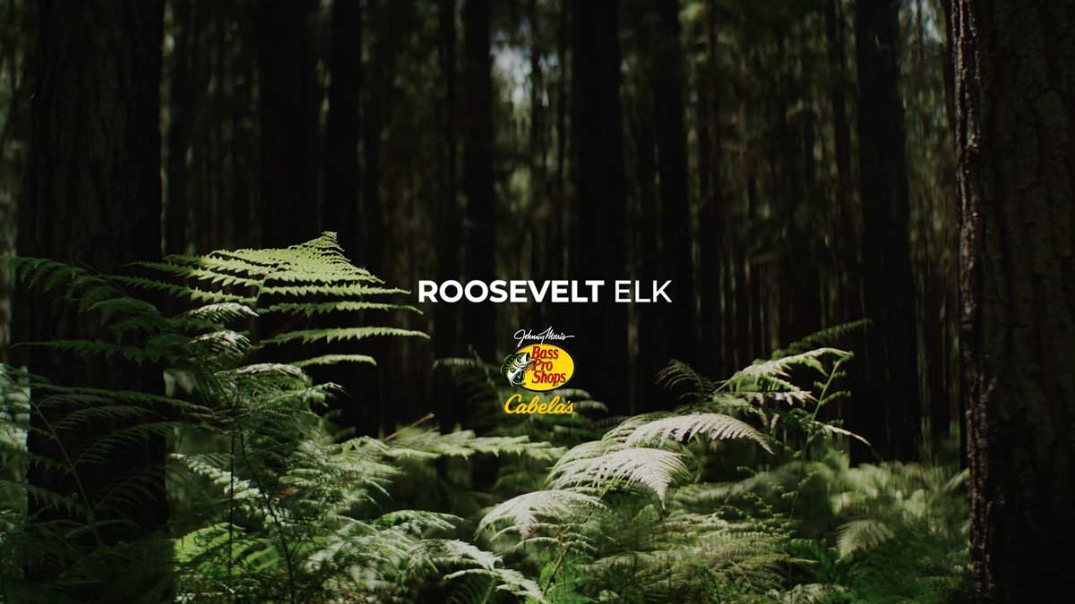 Roosevelt Elk - An RMEF Film | Rocky Mountain Elk Foundation
