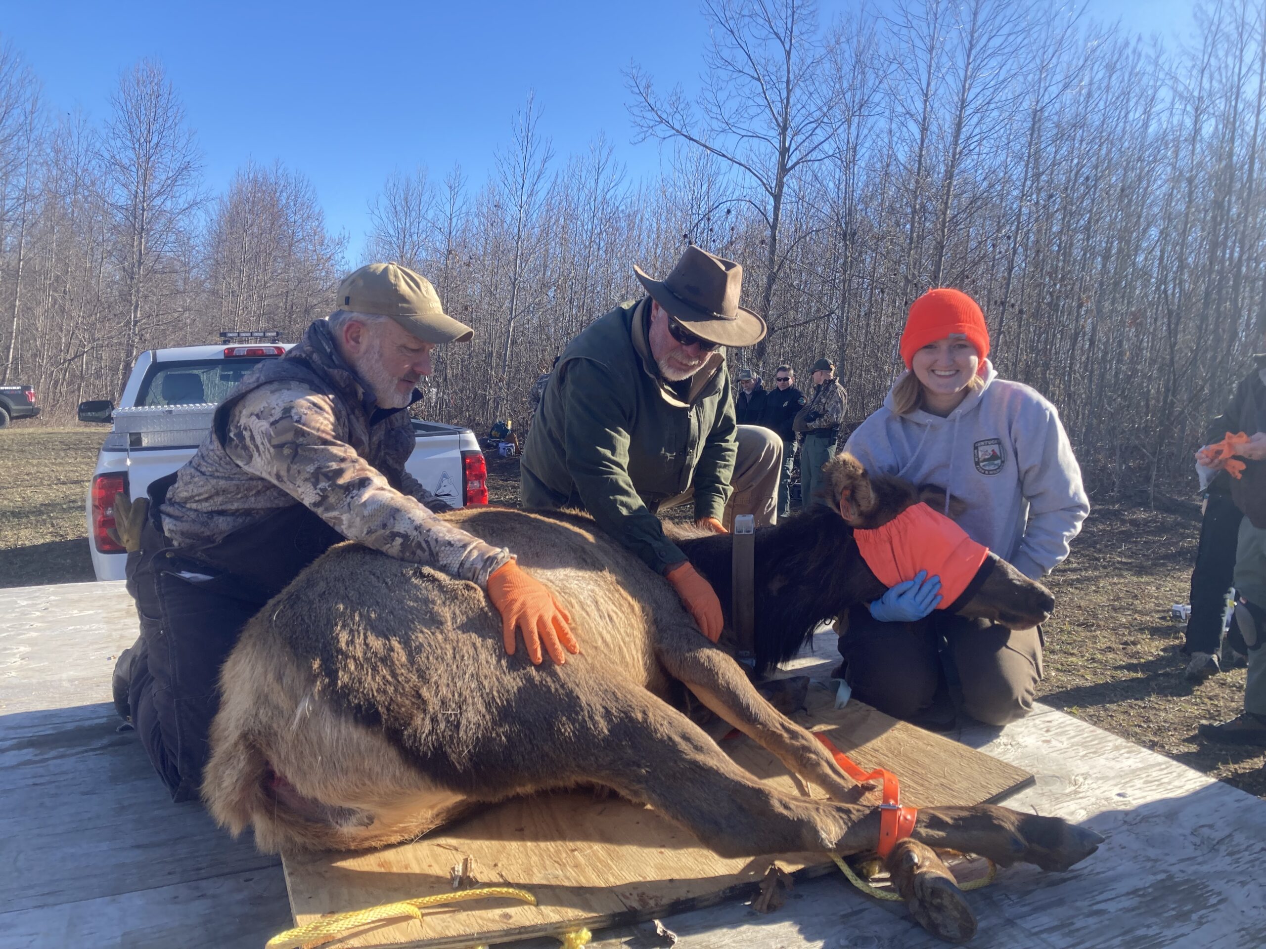 RMEF Assists with Tennessee Elk Capture, Research | RMEF Media | Rocky ...