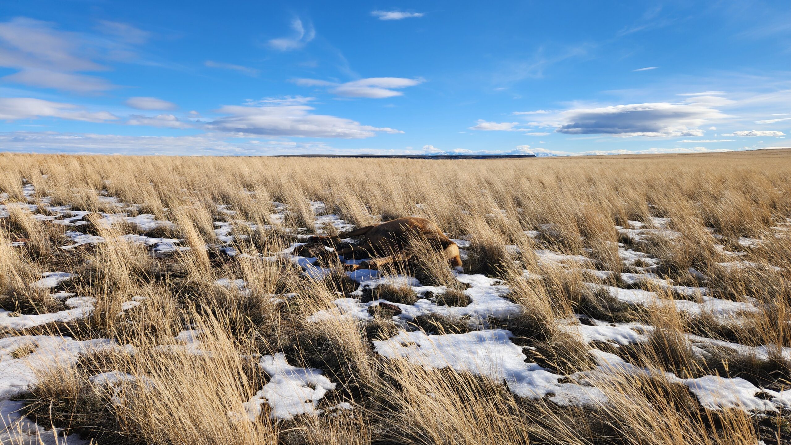 Idaho Authorities Seek Cow Elk Poacher | RMEF Media | Rocky Mountain ...