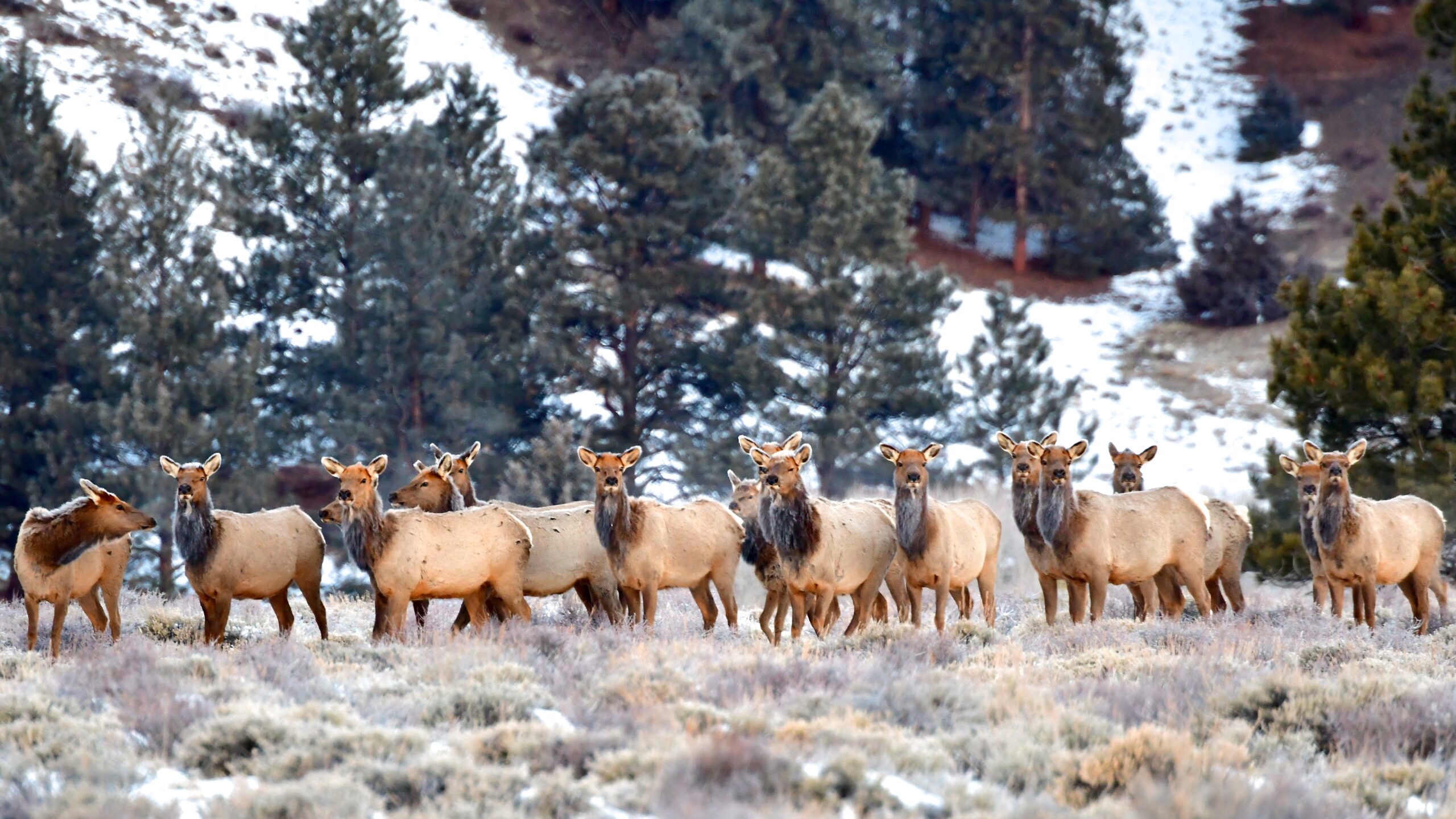 Elk Take Stress in Stride | RMEF Media | Rocky Mountain Elk Foundation