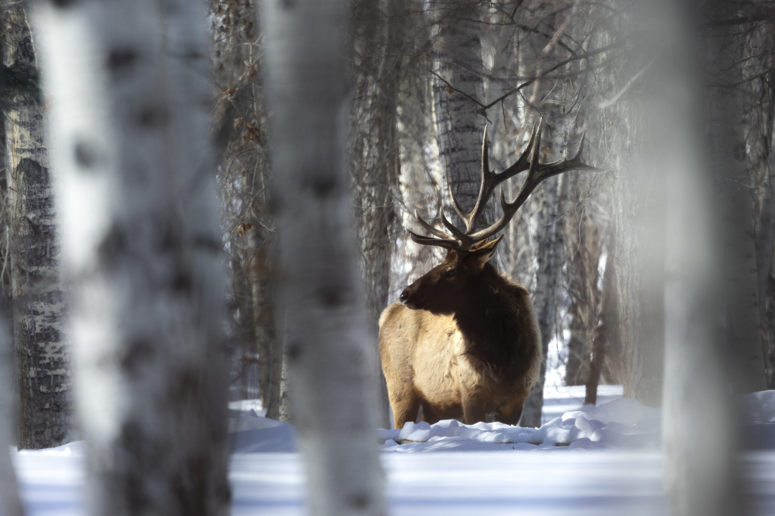 Idaho Elk and Deer Hunters Go 3 for 3 in 2024 | RMEF Media | Rocky ...