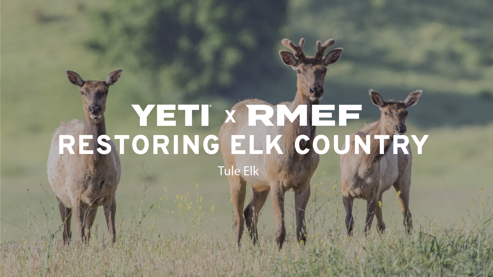 Restoring Elk Country - Tule Elk | RMEF Media | Rocky Mountain Elk ...