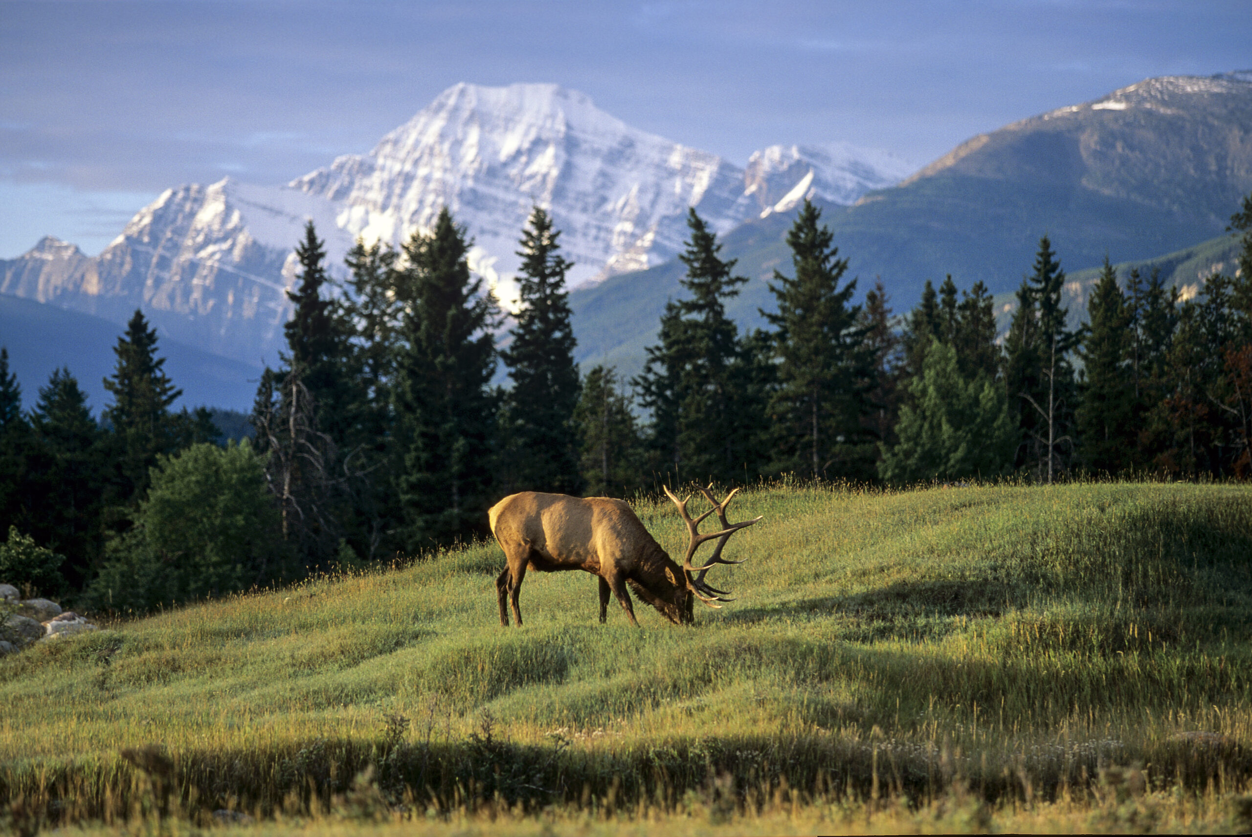 RMEF Urges Senate to Keep Federal Public Land Sales Out of Budget ...