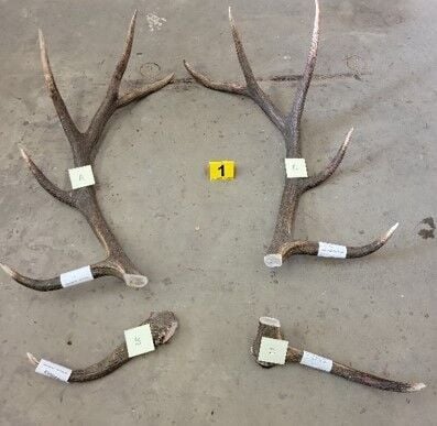 Montana Man Charged with Poaching Deer and Elk | Rocky Mountain Elk ...