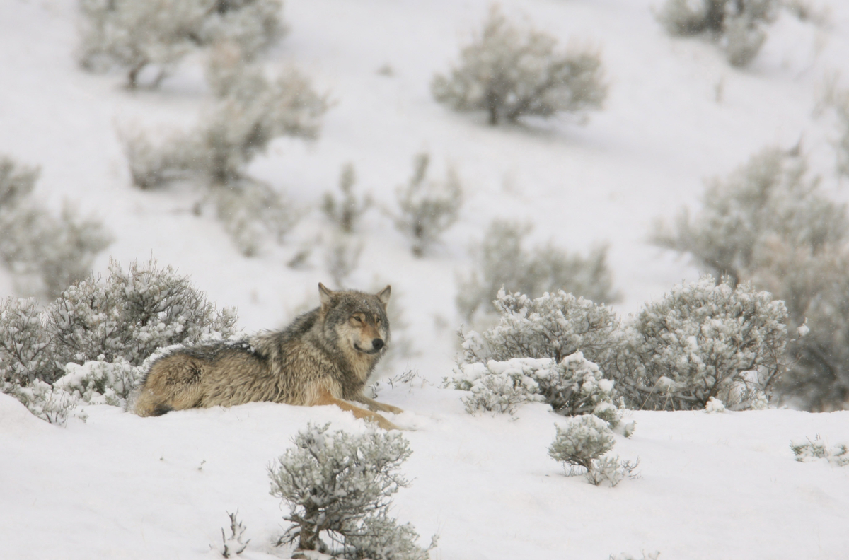 RMEF, Partners Go to Court in Support of Wolf Management | RMEF Media ...