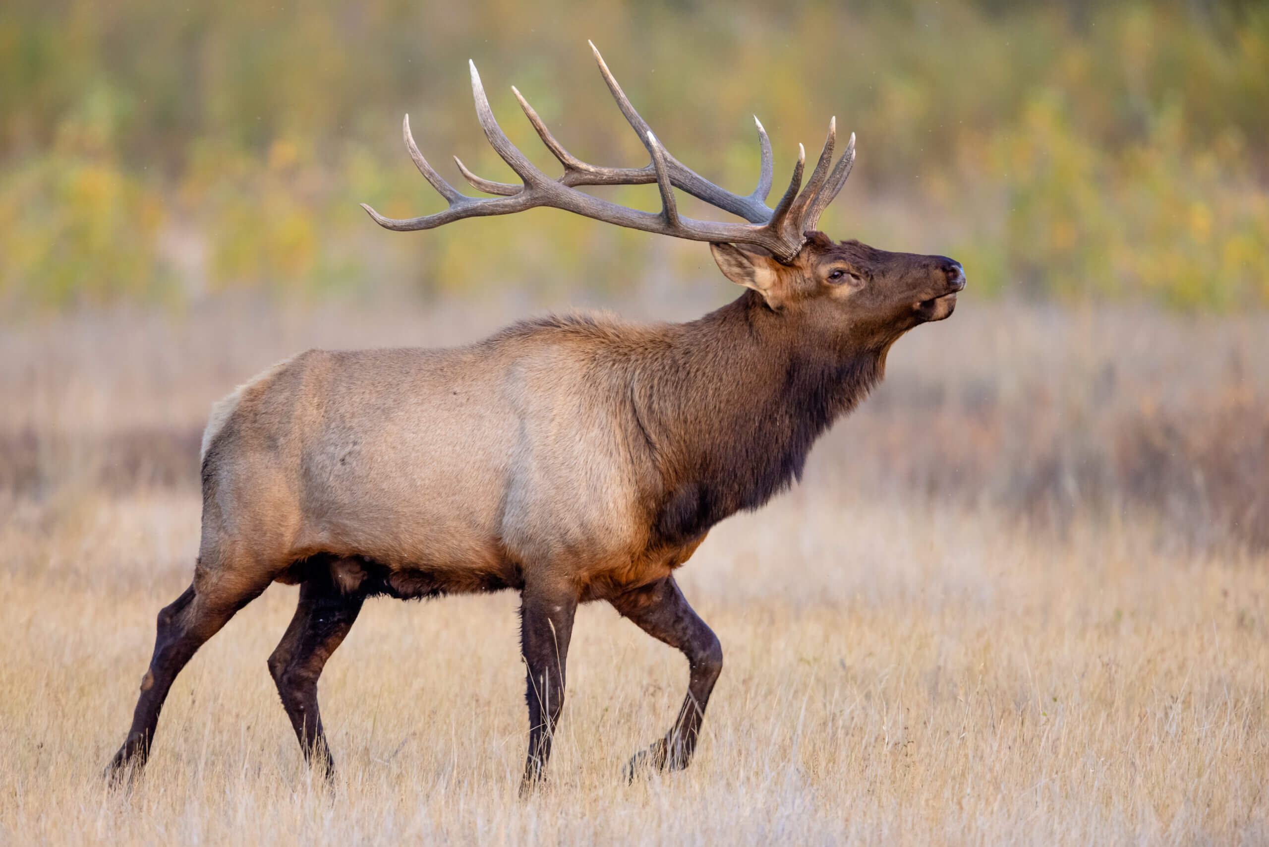 Sneak Peek: 2026 Elk Country Package | RMEF Media | Rocky Mountain Elk ...