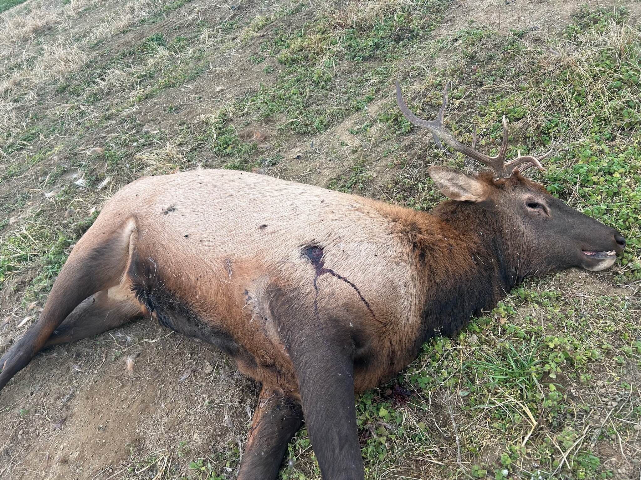 Reward Offered for Illegally Shot Elk in Tennessee | RMEF Media | Rocky ...